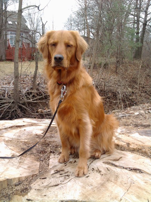 Jazzy’s Photos | Gordon A Kessler: Author of Thriller, Suspense & Mystery