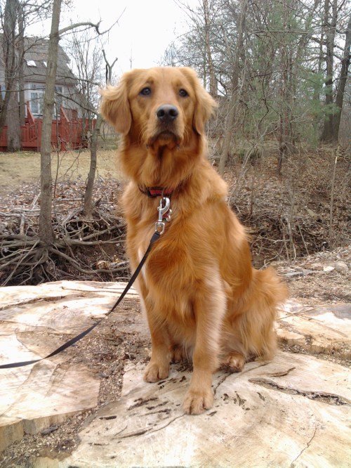 Jazzy’s Photos | Gordon A Kessler: Author of Thriller, Suspense & Mystery