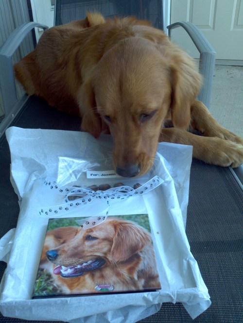 Jazzy’s Photos | Gordon A Kessler: Author of Thriller, Suspense & Mystery