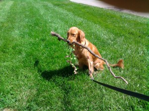 Jazzy’s Photos | Gordon A Kessler: Author of Thriller, Suspense & Mystery